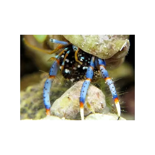 Clibanarius sp. - Hermietkreeft