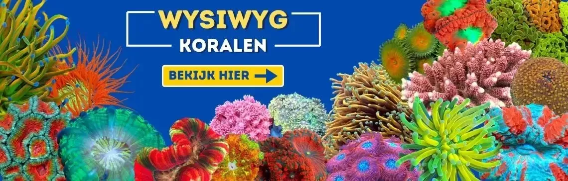 Dé zeeaquarium winkel van Nederland – Coral and Fish Store